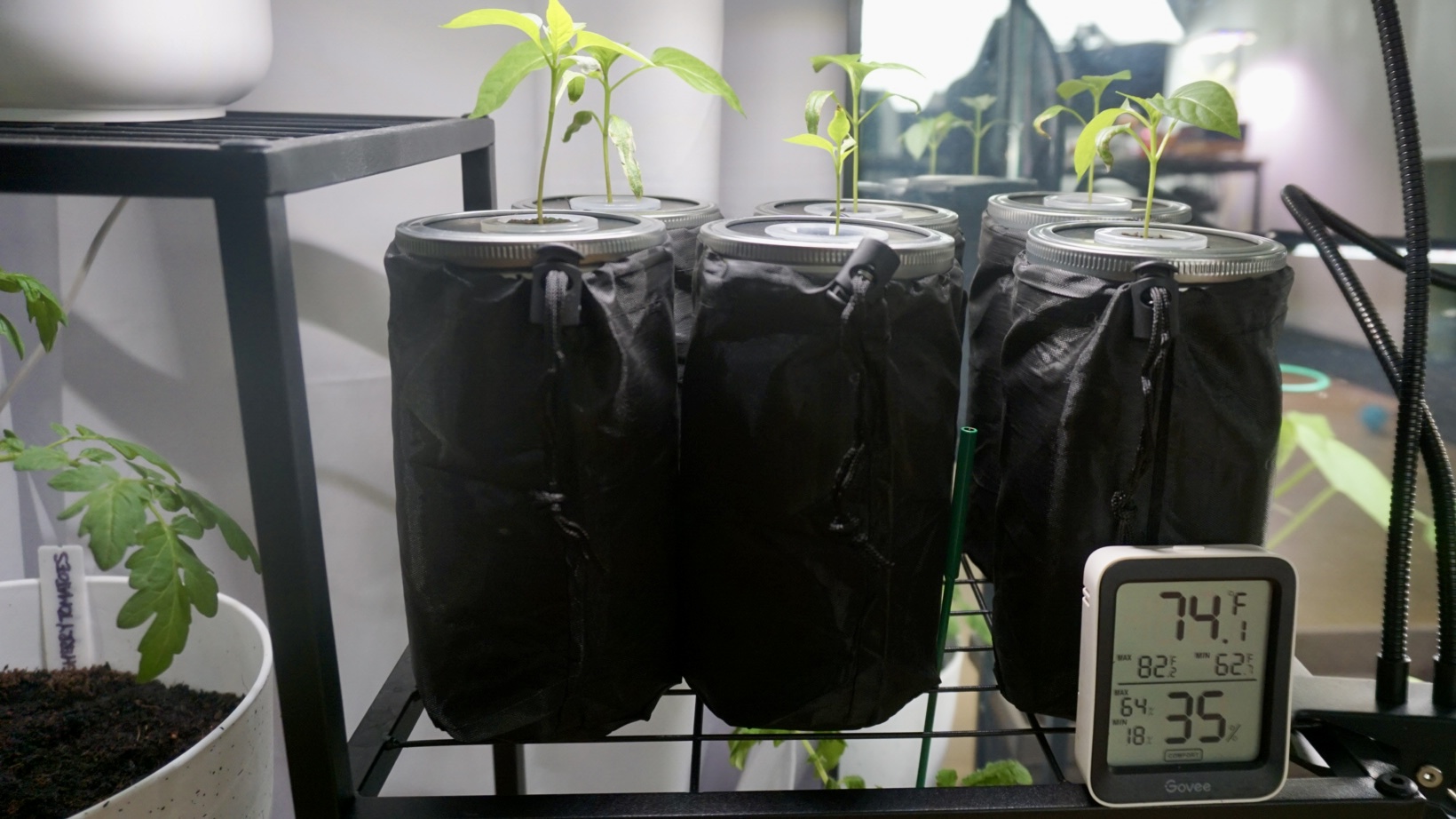 How to Set Up a Kratky Mason Jar Hydroponic System - kyliegrows